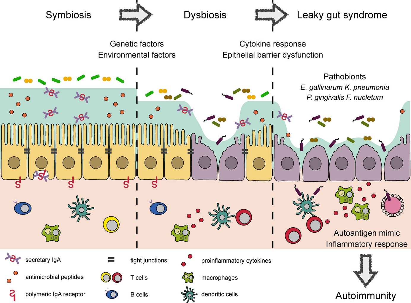Lekkende darm - kPNI Nederland